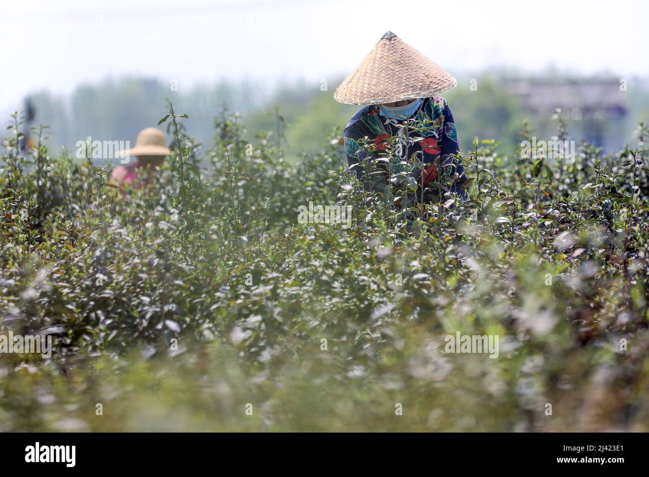 Yangzhou, China's Jiangsu Province. 11th Apr, 2022. Farmers pick tea ...