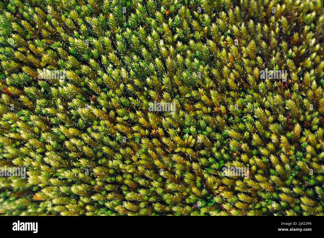 Green moss texture. Beautiful natural background. Top view. Use for ...