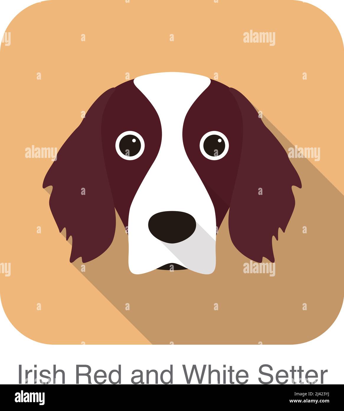 Irish red and white setter terrier dog face portrait, vector ...