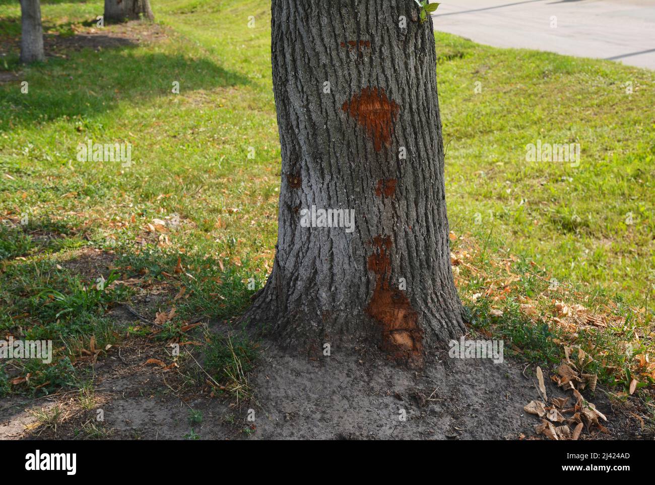 A close-up of a tree bark damage, tree wound as a result of a car rear ...