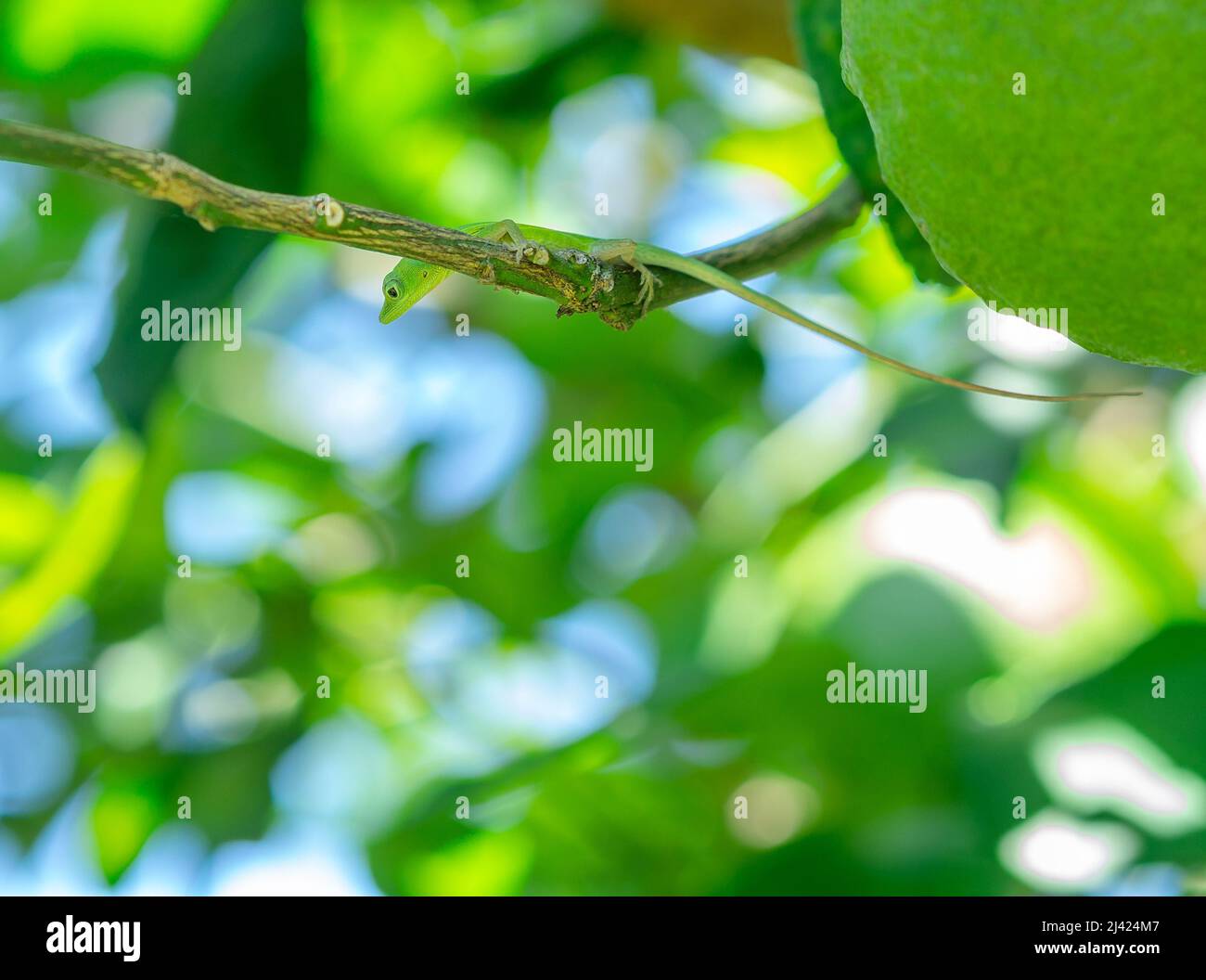 Small green lizard in an orange tree waiting to jump Stock Photo - Alamy