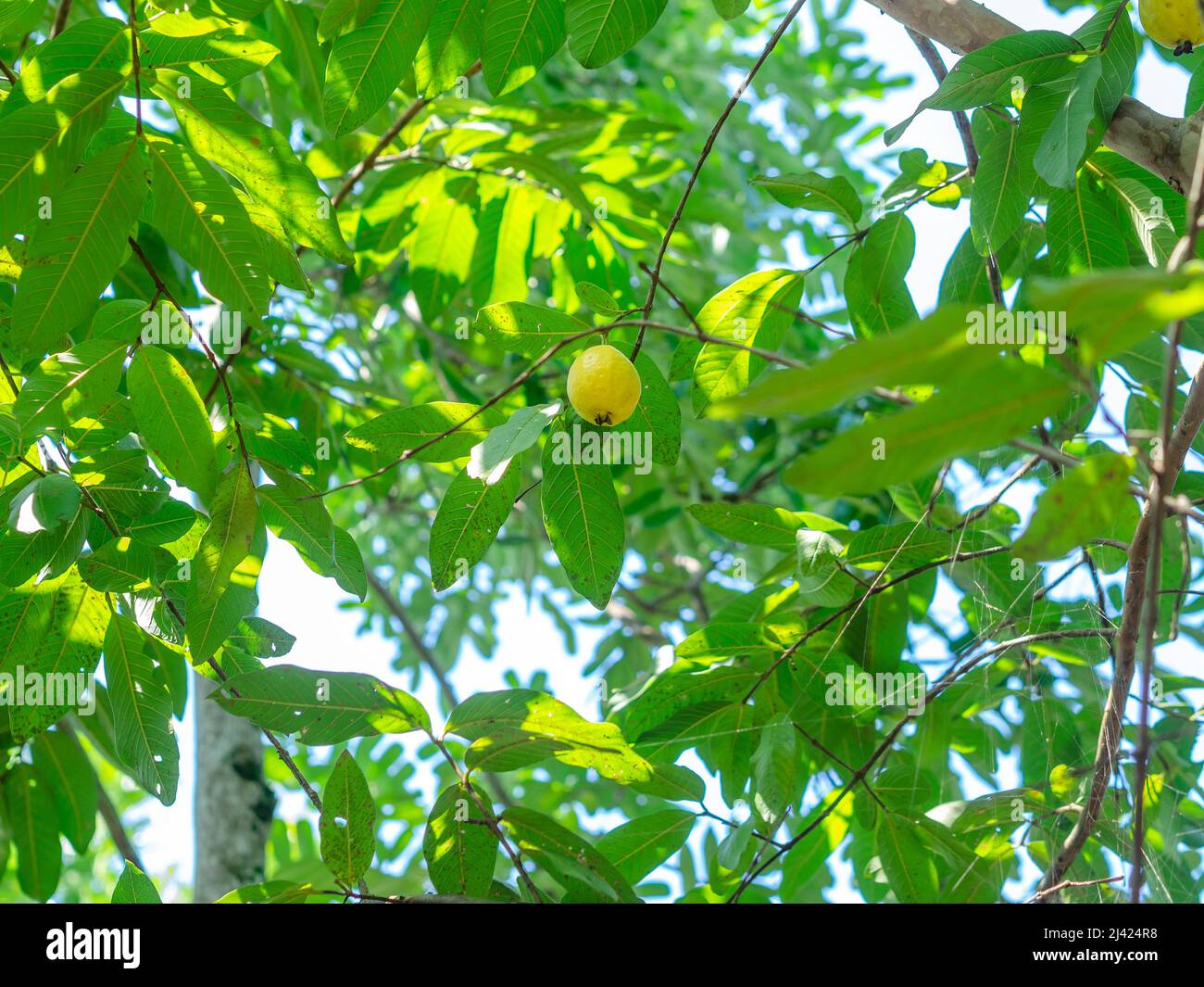 Ripe guava in the bush with green leaves behind Stock Photo - Alamy