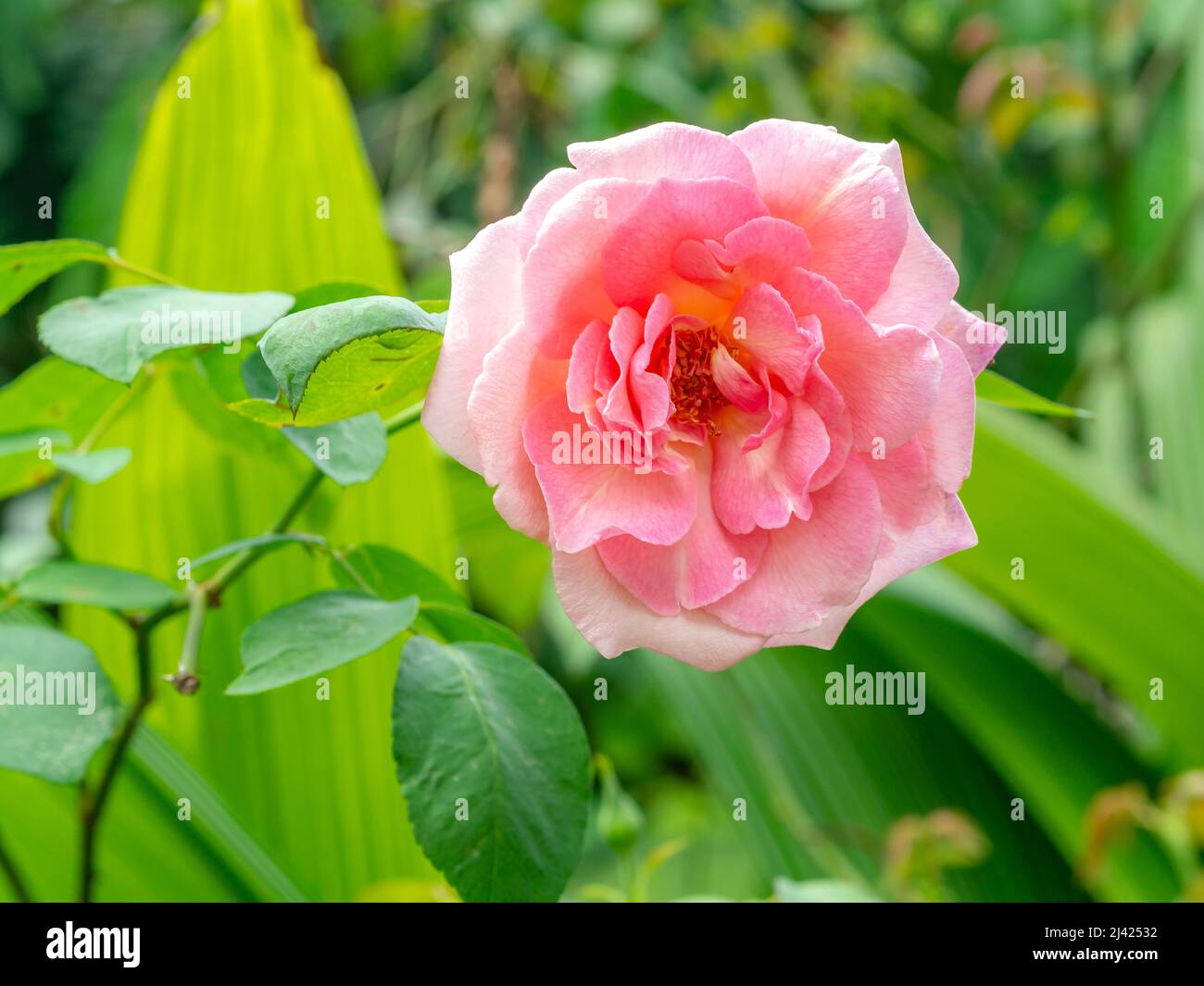 Beautiful china garden roses hi-res stock photography and images - Alamy