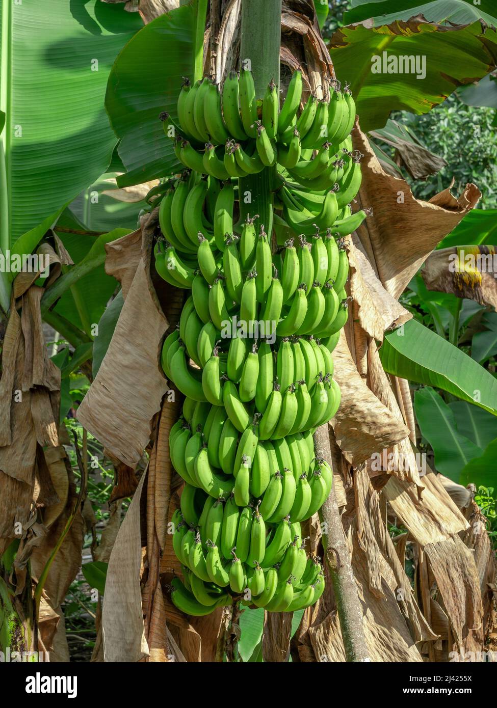 Dominican agriculture hi-res stock photography and images - Alamy