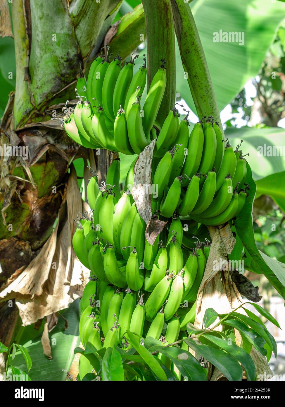 Dominican agriculture hi-res stock photography and images - Alamy