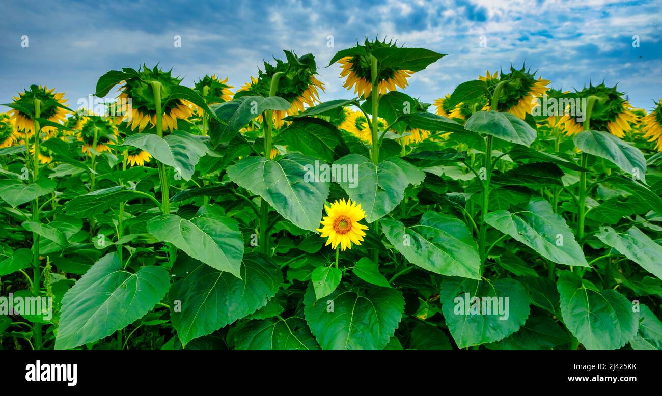 Individuality symbol and independent thinker concept and new leadership ...