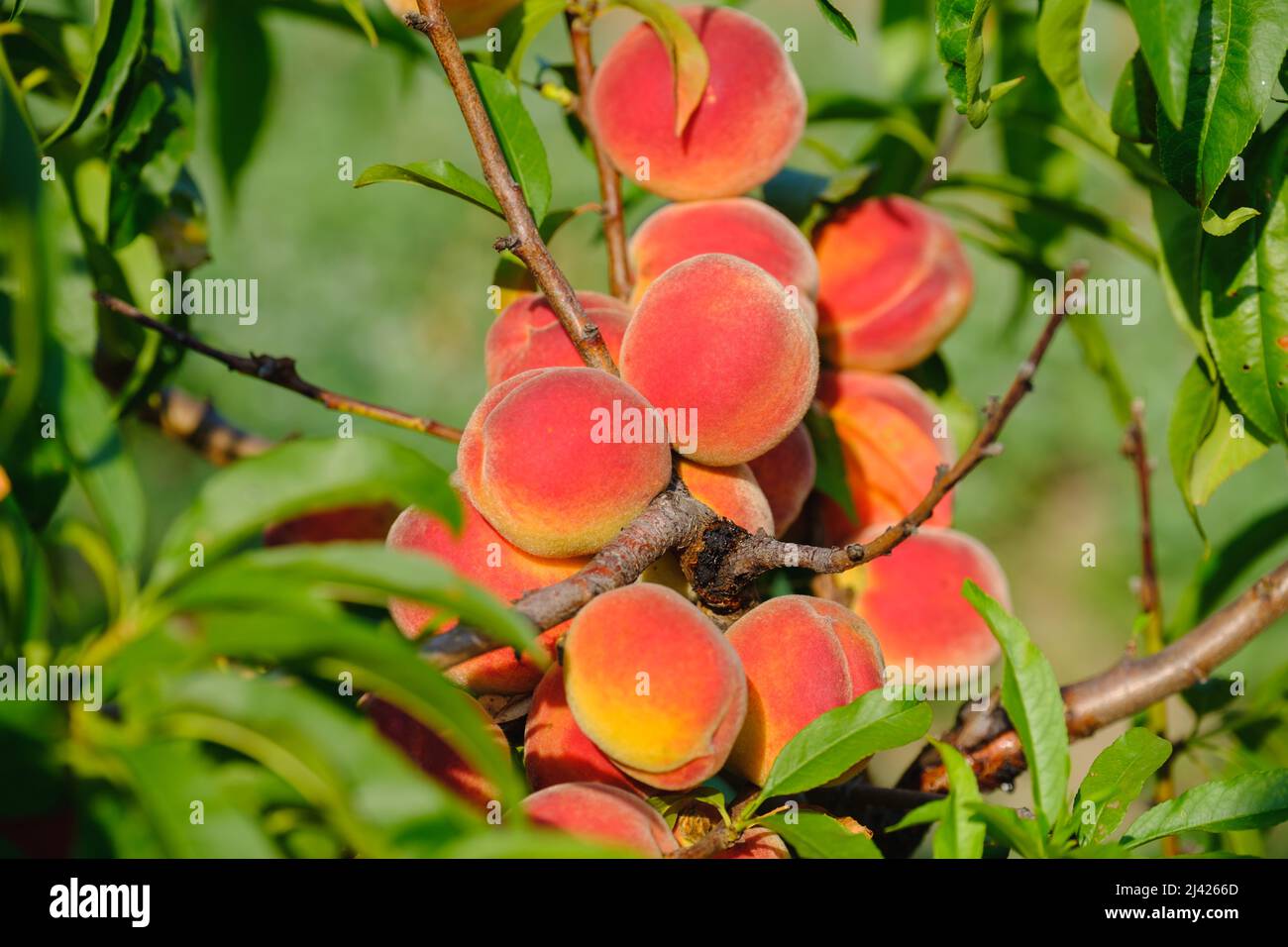 Peaches growing on a tree. Fresh peach tree Stock Photo - Alamy