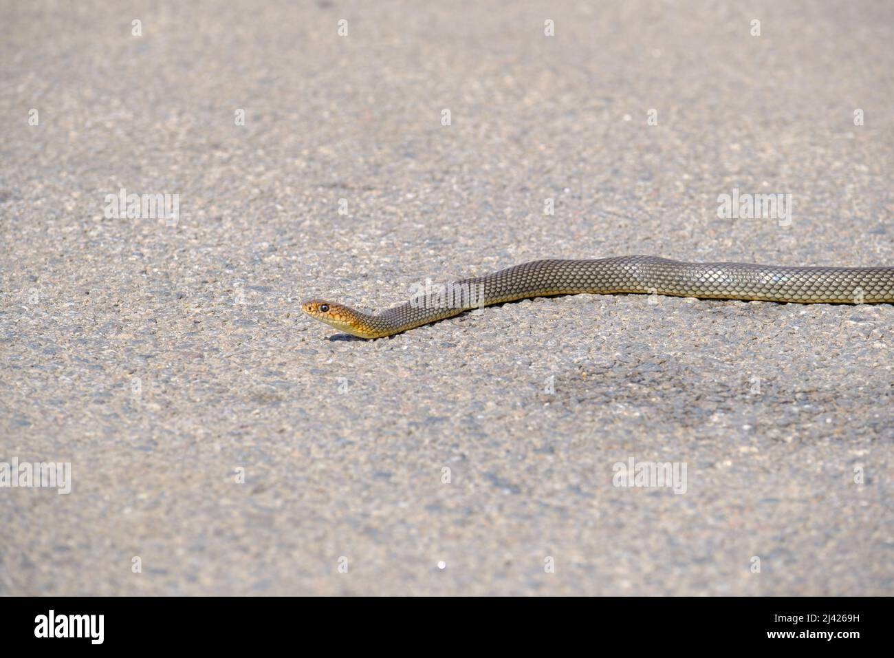 Small snake hi-res stock photography and images - Alamy