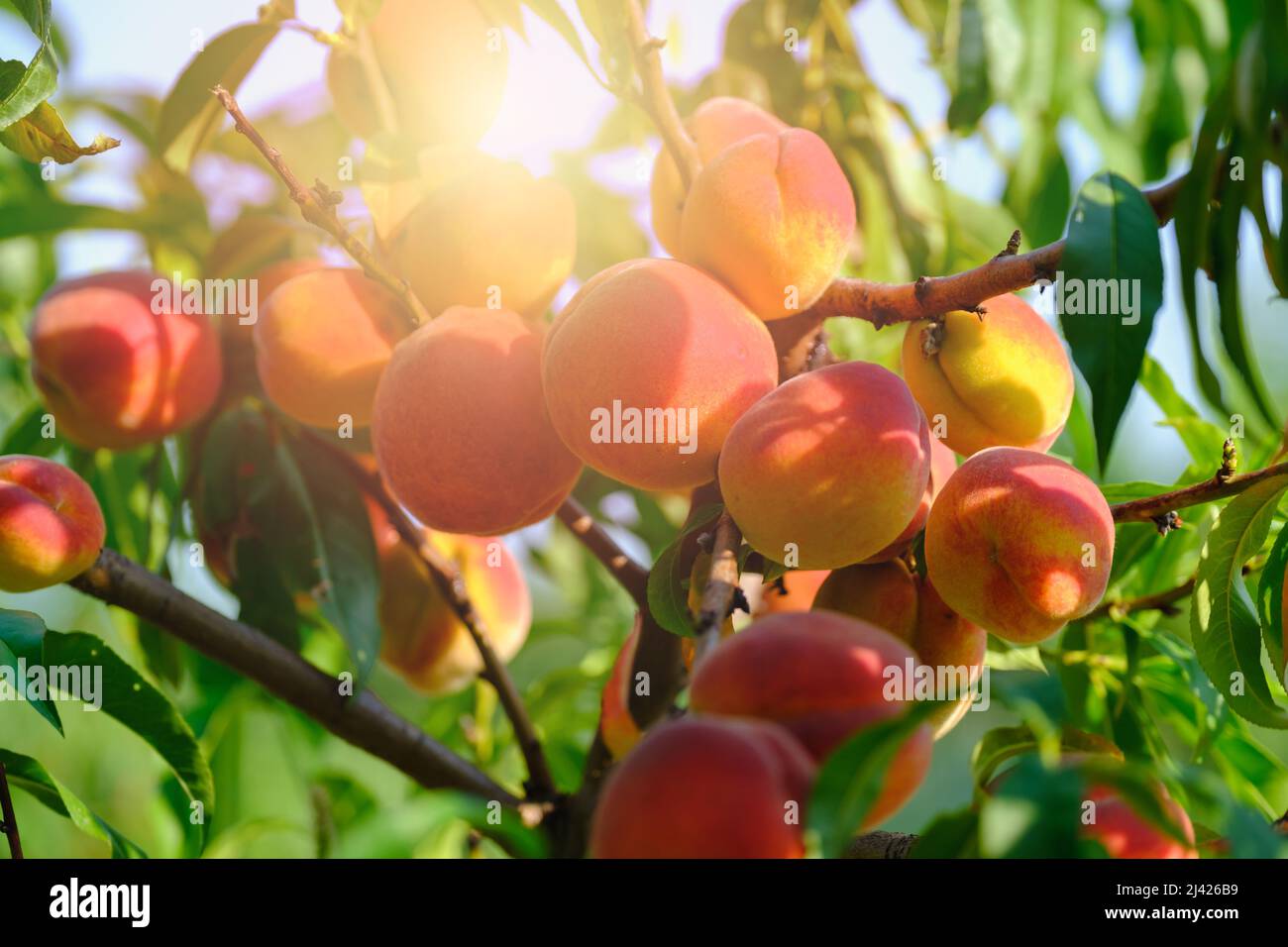 Good color background hi-res stock photography and images - Alamy