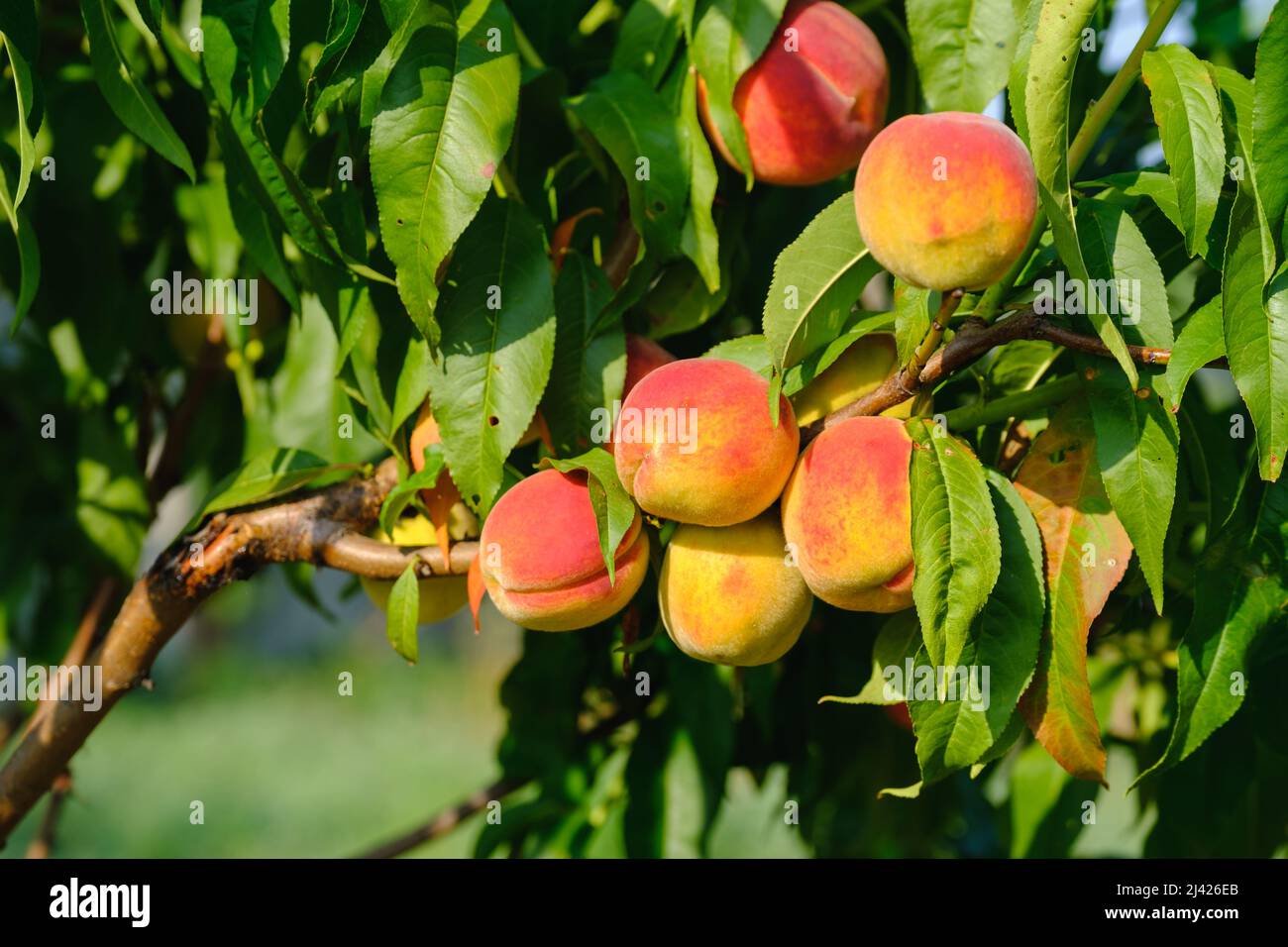 Peaches growing on a tree. Fresh peach tree Stock Photo - Alamy