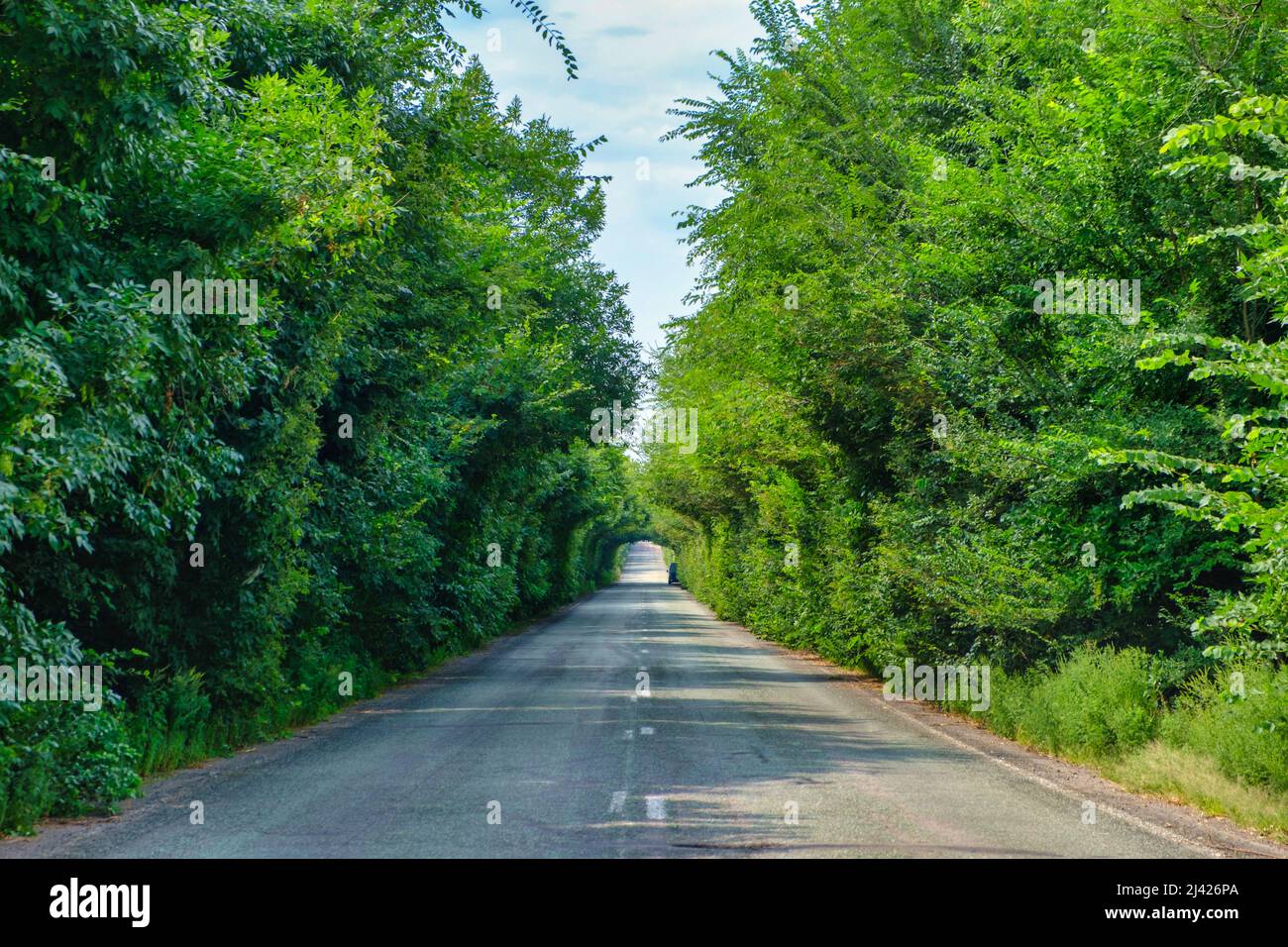 Empty Road in Forrest , road in the woods, forest road trees along at ...