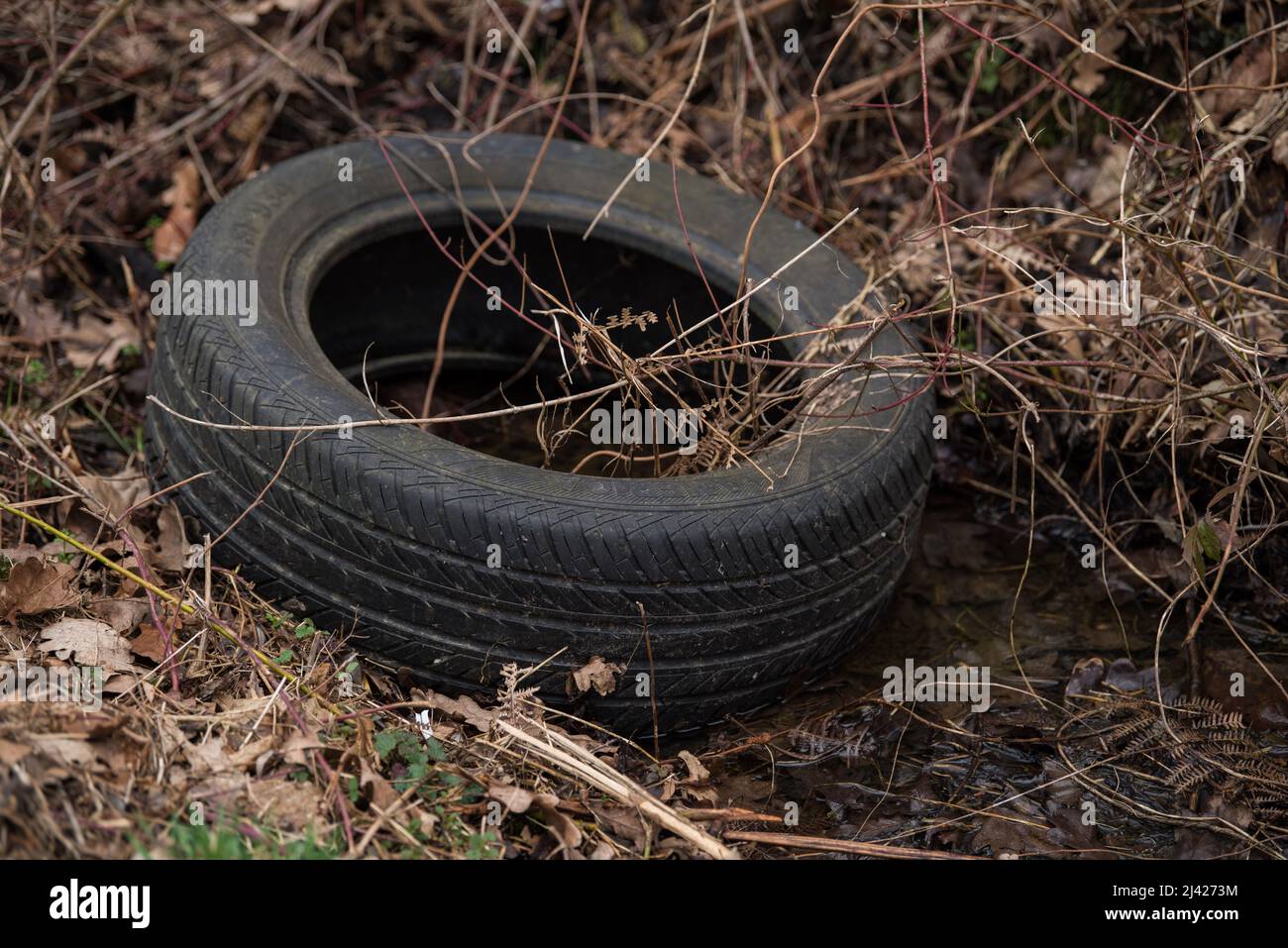 Old used rubber car tire discarded on raw forest ecosystem,environmental pollution Stock Photo ...