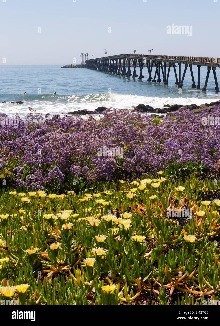 Purple freeway flowers hi-res stock photography and images - Alamy