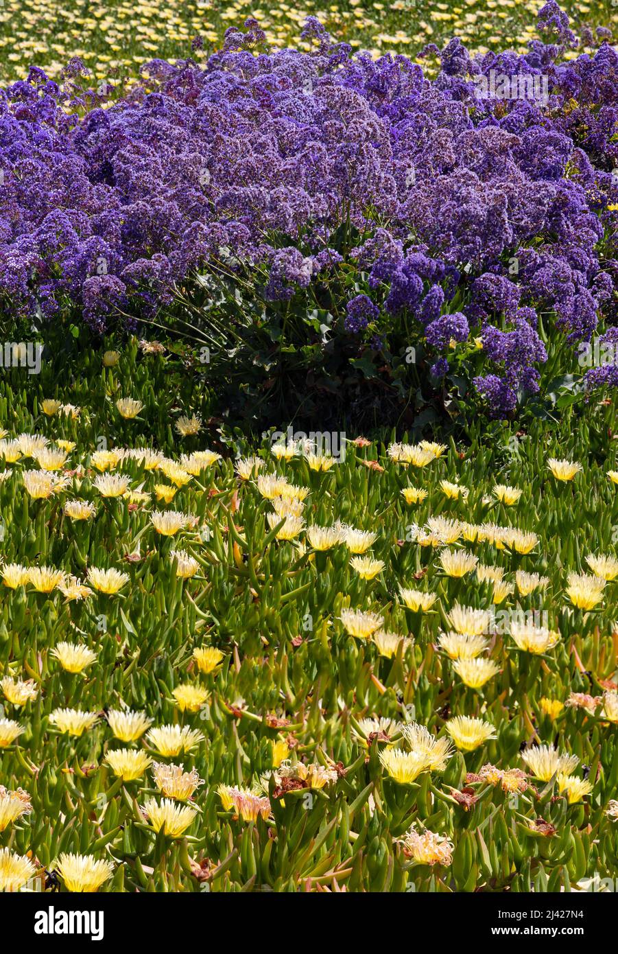 Purple freeway flowers hi-res stock photography and images - Alamy