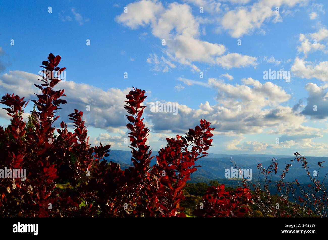 A view at Medlow Bath in the Blue Mountains of Australia Stock Photo ...