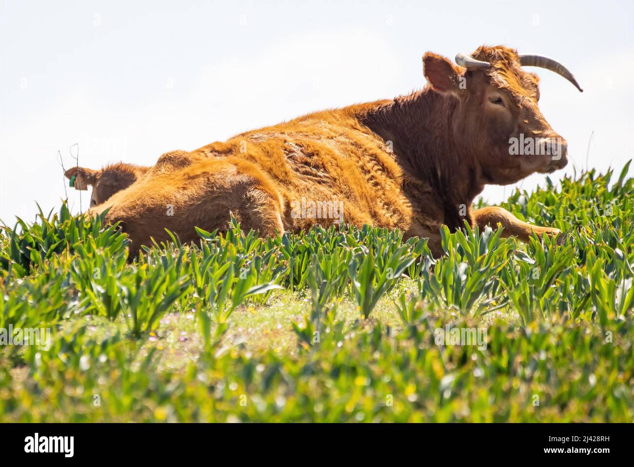 Cow in Donana National Park, Donana nature reserve. wetlands or marsh ...