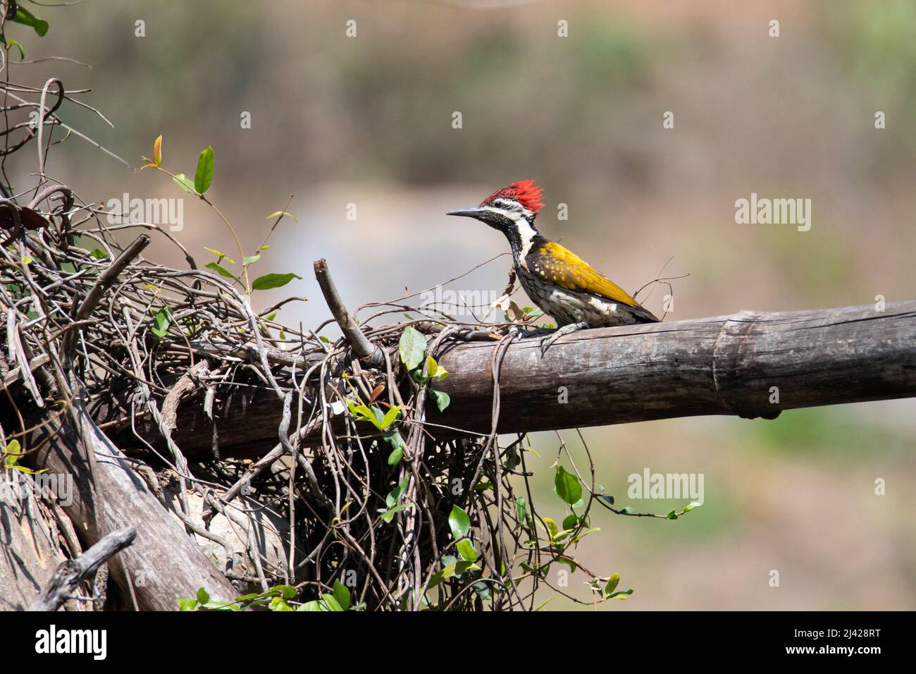 Black Rumped Flameback Woodpecker on a dead tree log Stock Photo - Alamy