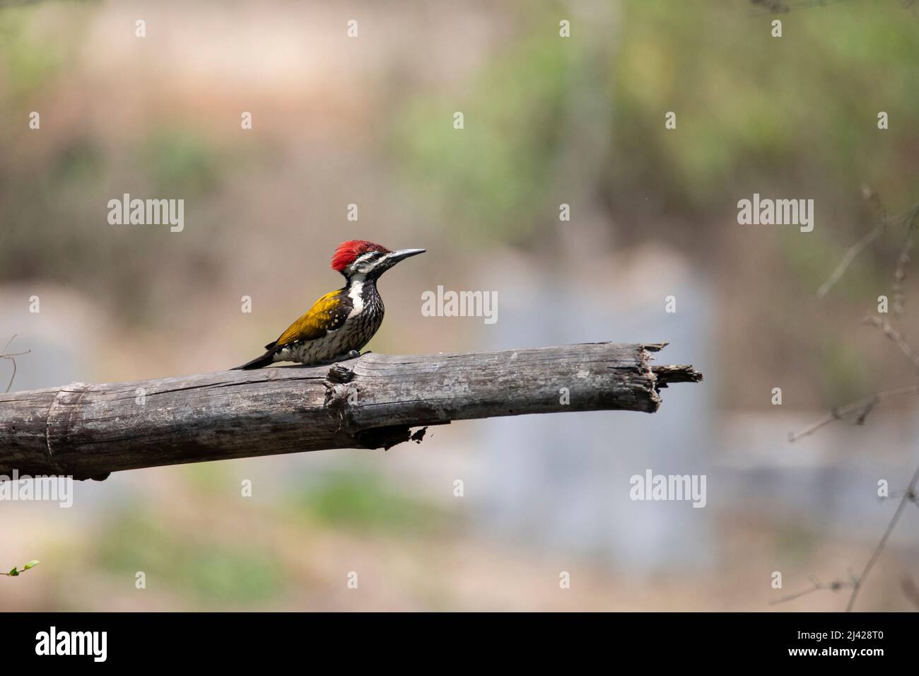 Black Rumped Flameback Woodpecker on a dead tree log Stock Photo - Alamy