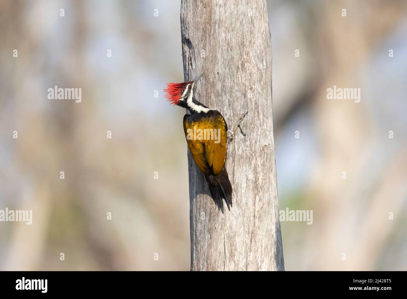 Black Rumped Flameback Woodpecker on a dead tree log Stock Photo - Alamy