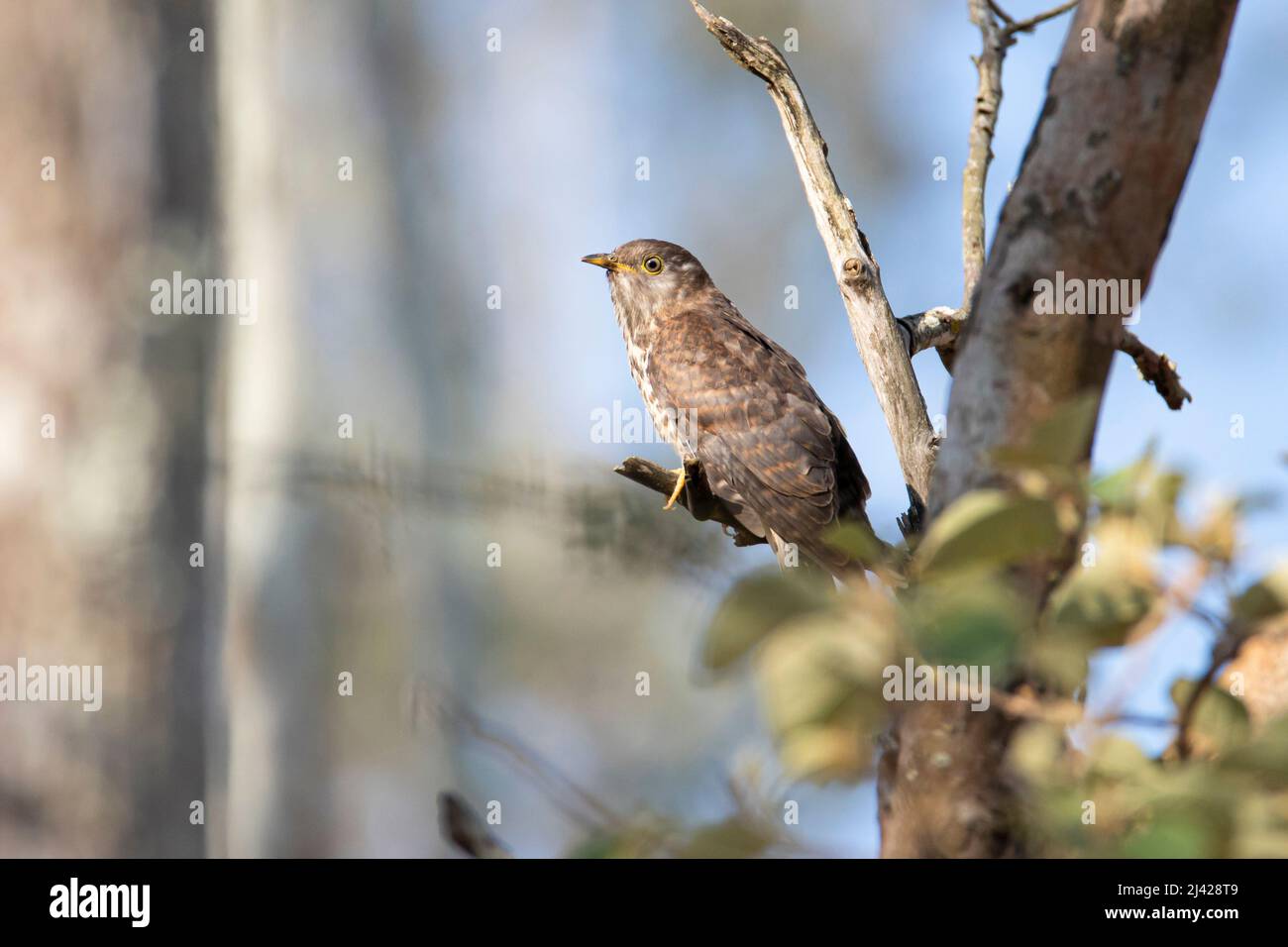 Cuckoo bird hi-res stock photography and images - Alamy