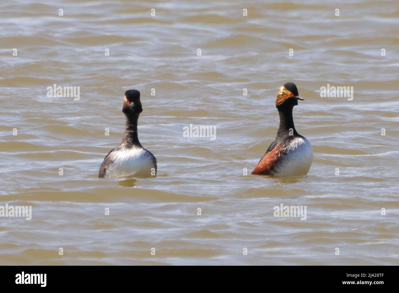 Mating dance of two black-necked grebe or eared grebe (Podiceps ...