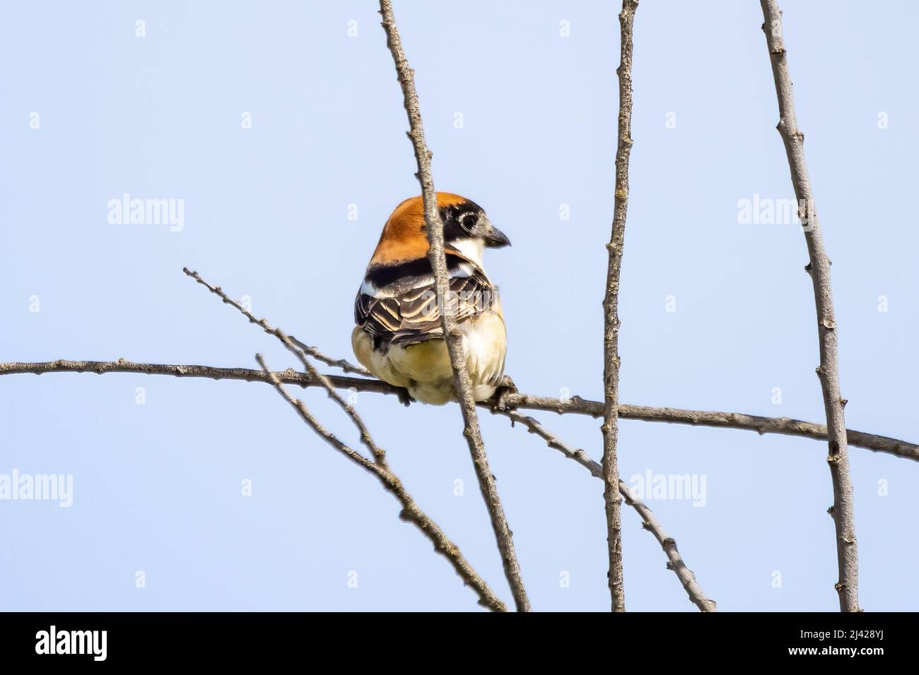 Woodchat shrike (Lanius senator) perched in a tree branch Stock Photo ...