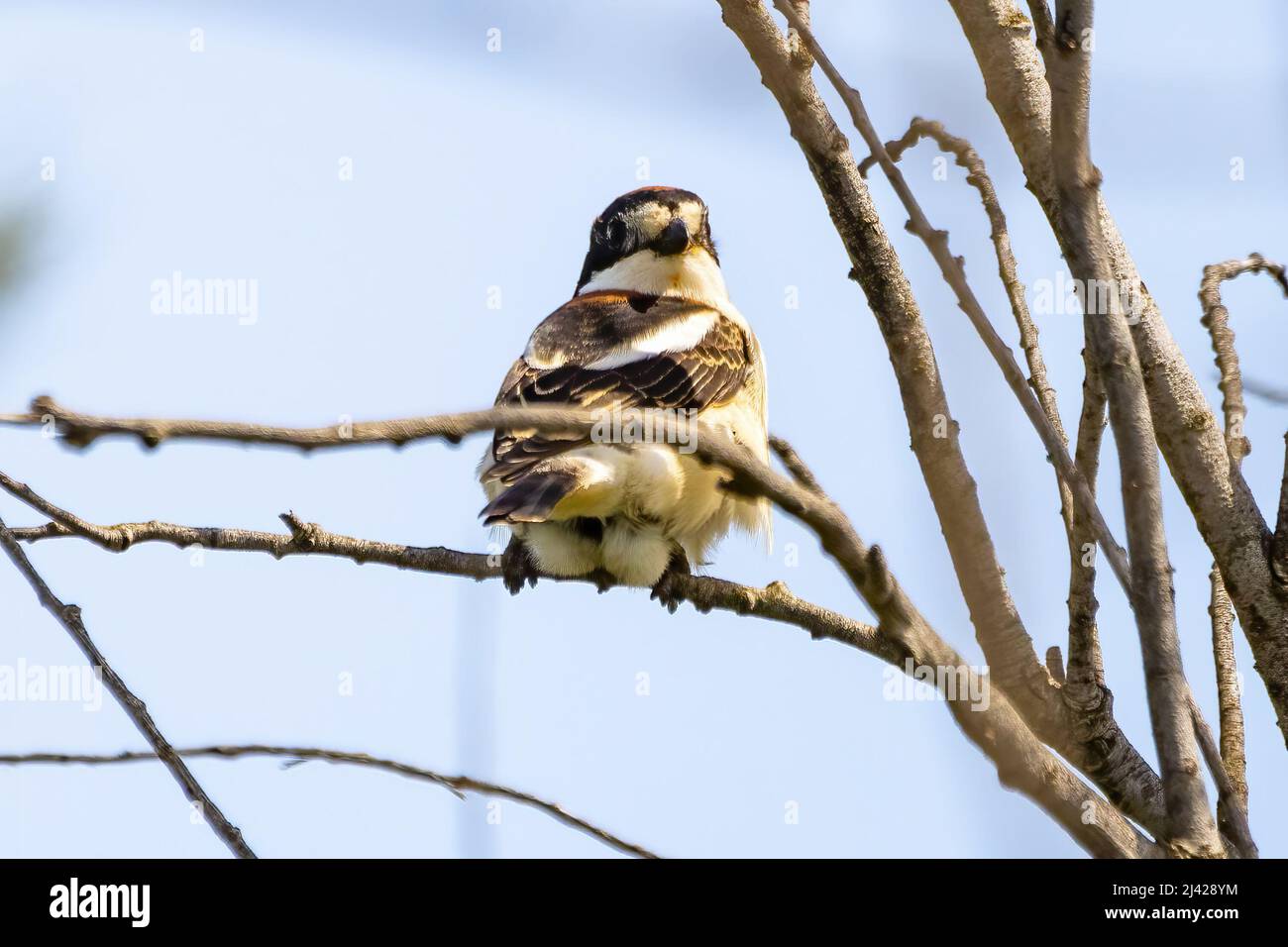 Woodchat shrike in the wild hi-res stock photography and images - Alamy