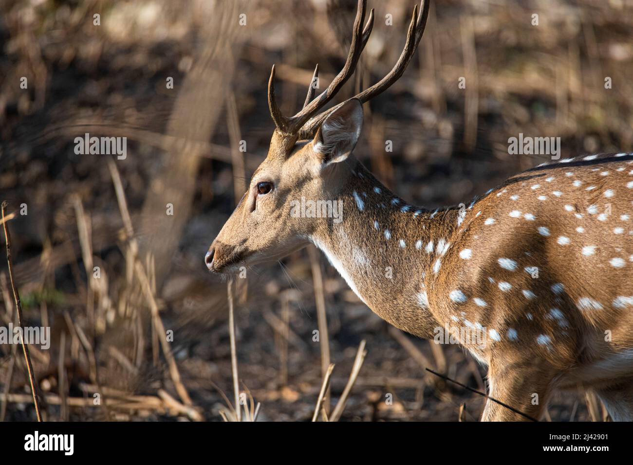 Beautiful shot spotted deer hi-res stock photography and images - Alamy