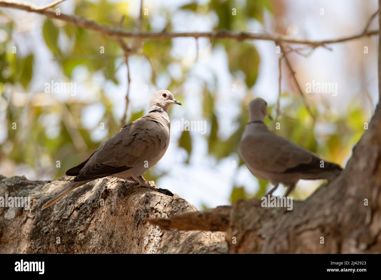 Mourning dove pair hi-res stock photography and images - Alamy