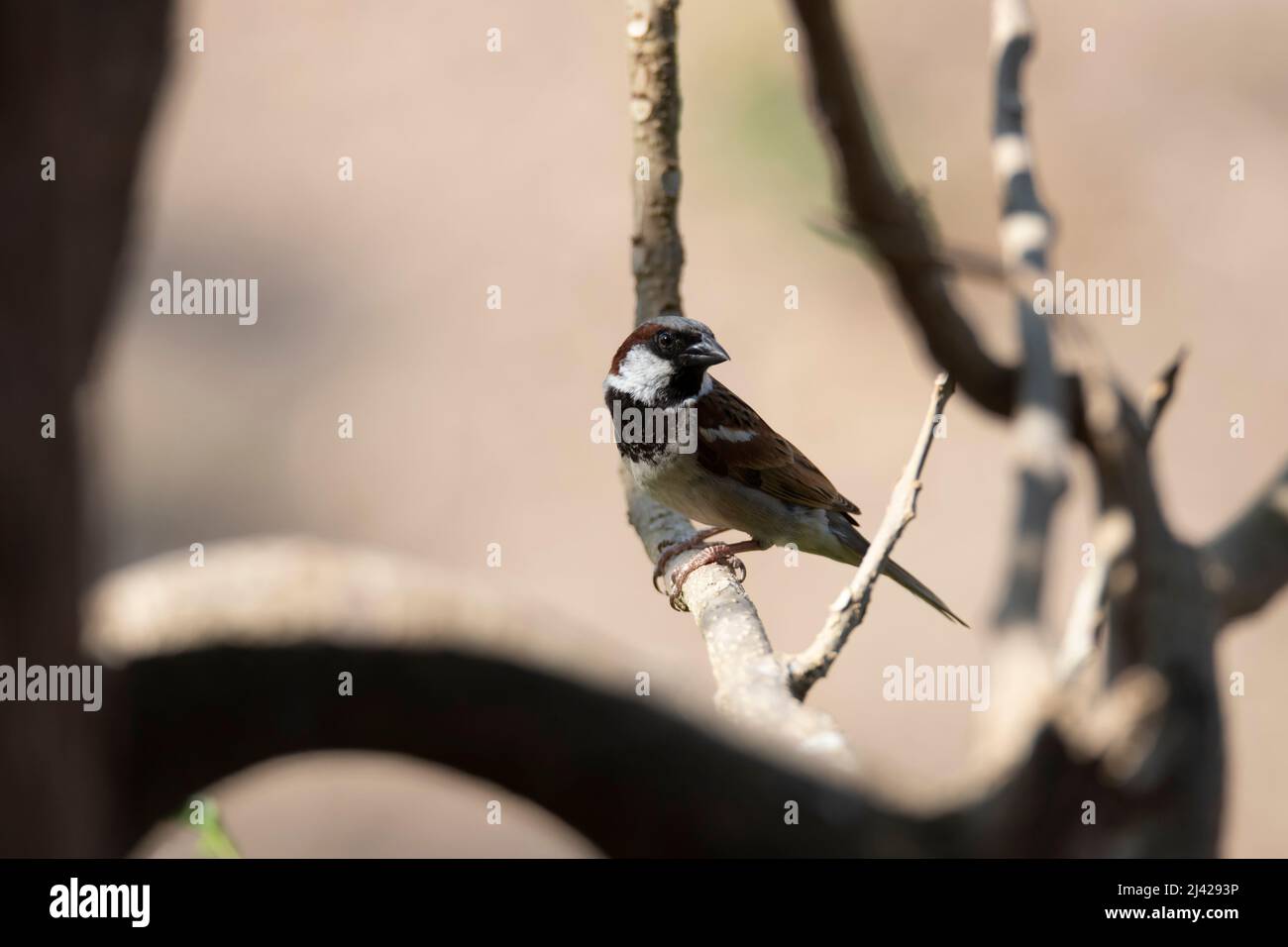 Old World sparrow or house sparrow - perched on a tree branch Stock ...
