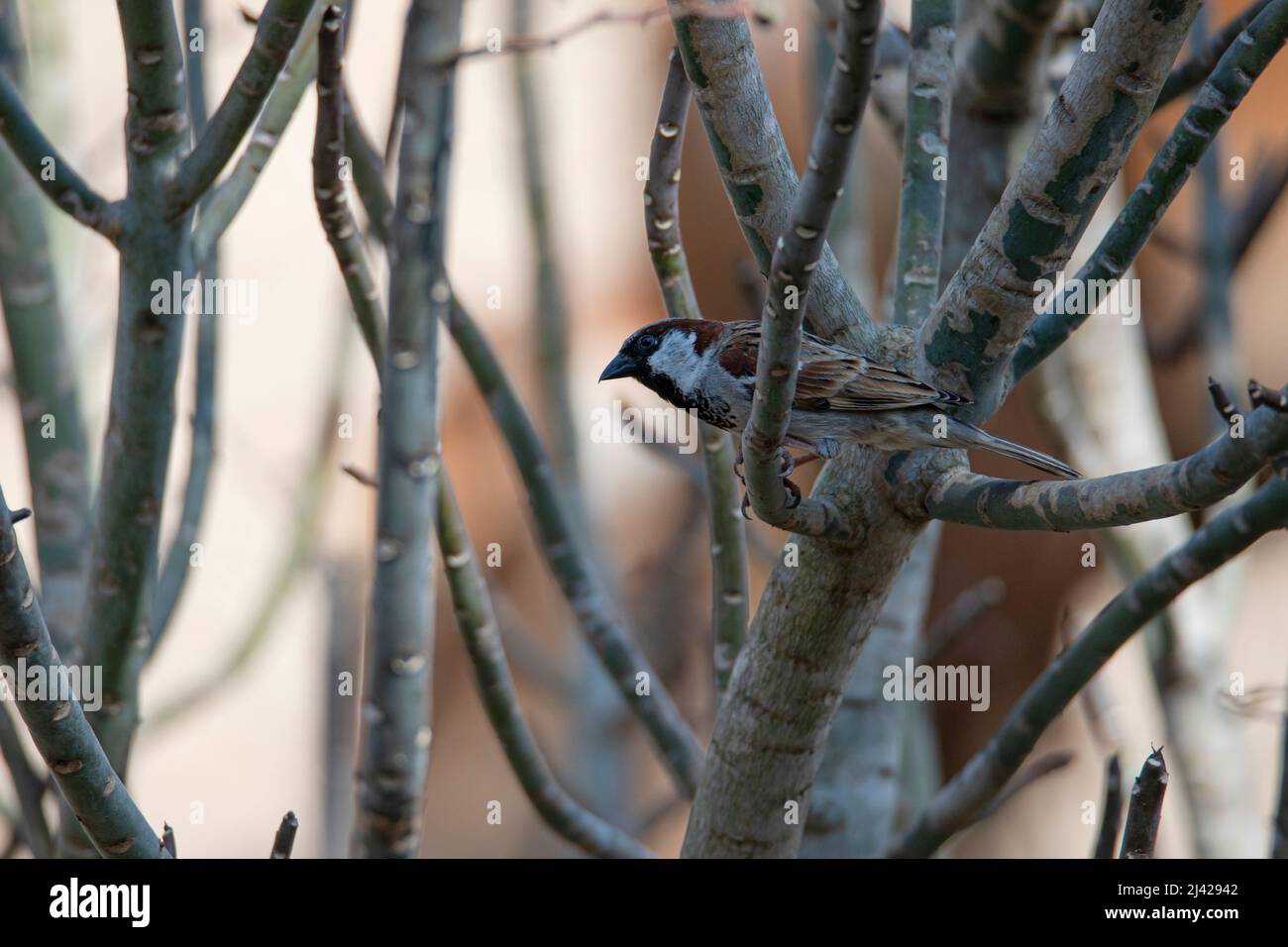 Old World sparrow or house sparrow - perched on a tree branch Stock ...
