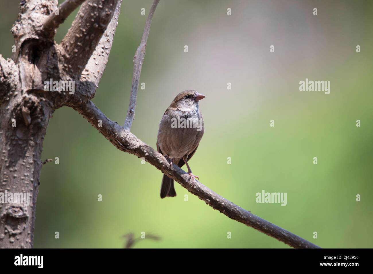 Old World sparrow or house sparrow - perched on a tree branch Stock ...