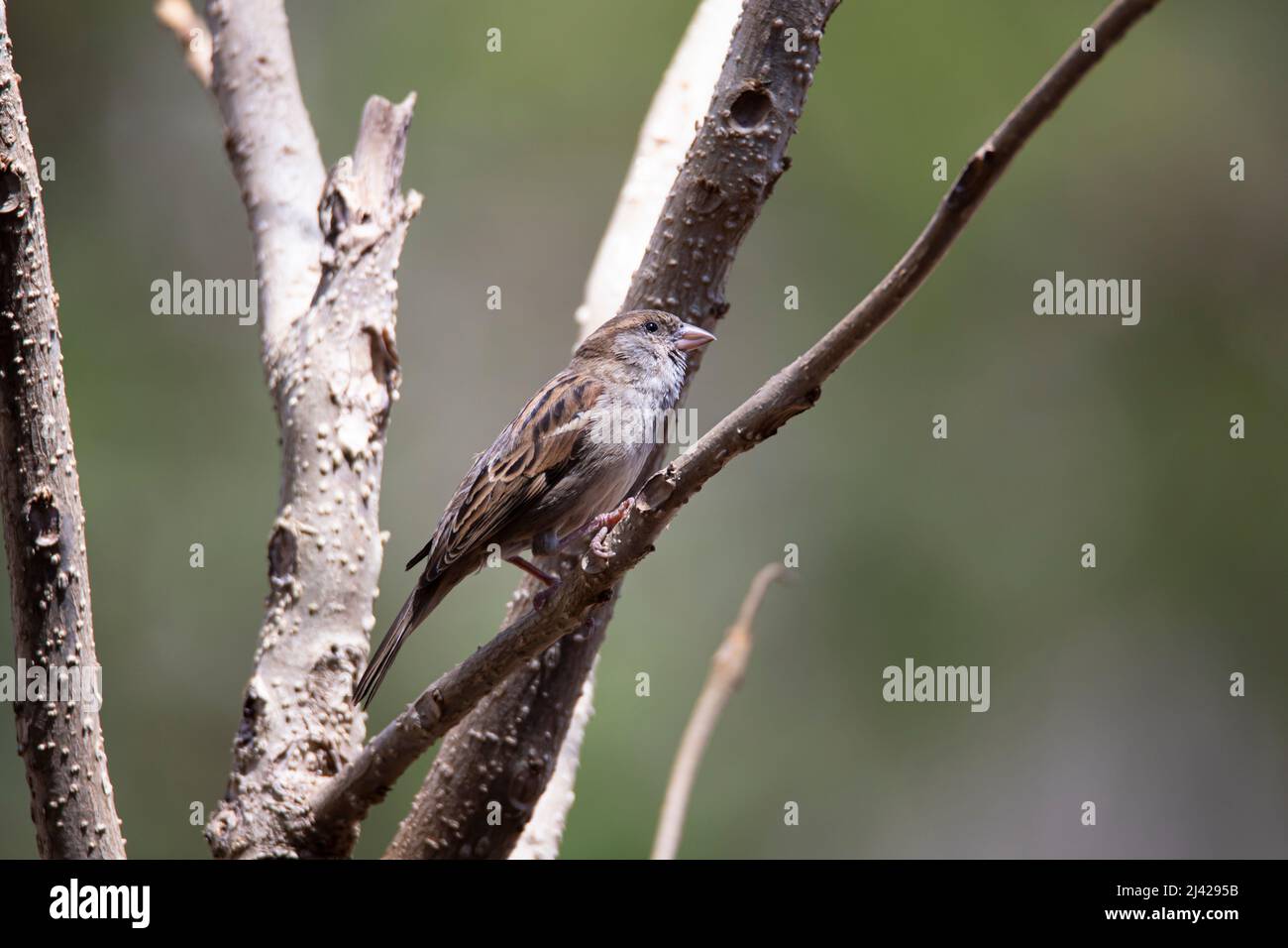 Old World sparrow or house sparrow - perched on a tree branch Stock ...