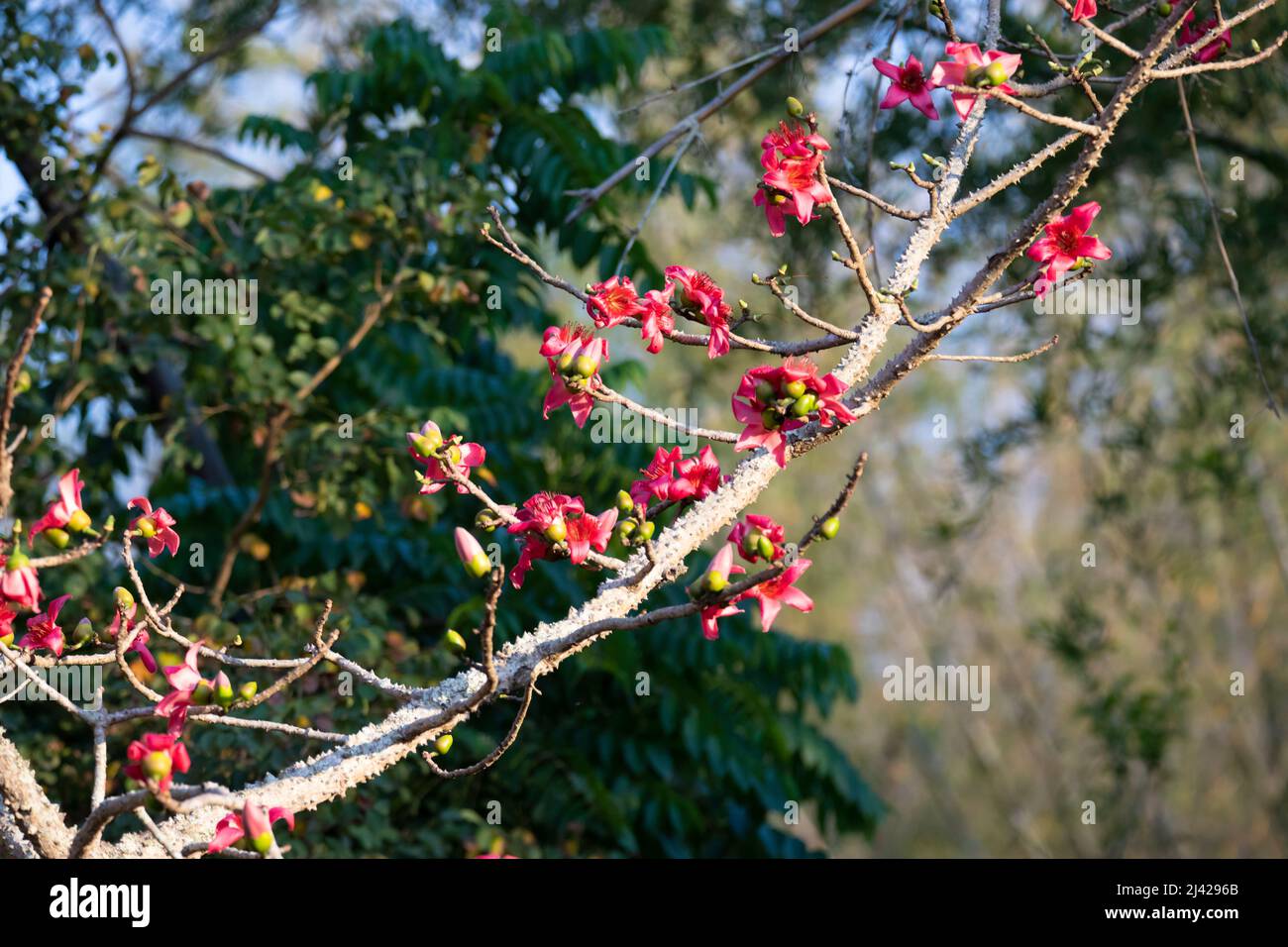 Beautiful forest flowers hi-res stock photography and images - Alamy