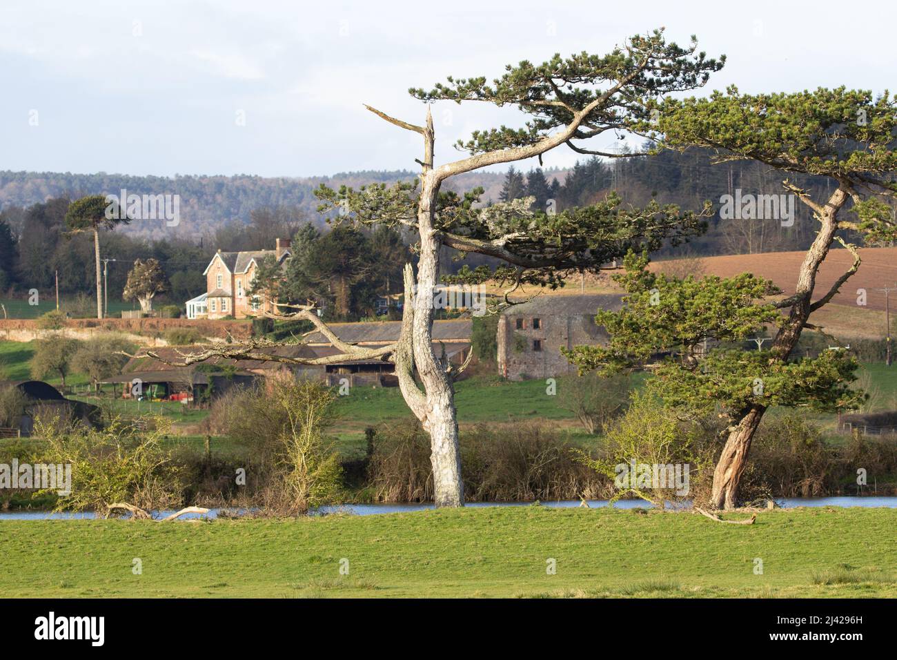 EXETER, UK - APRIL 6, 2021 two old pine trees with a farm house and the ...