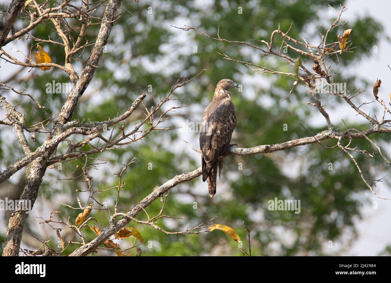 Indian oriental honey buzzard pernis hi-res stock photography and ...