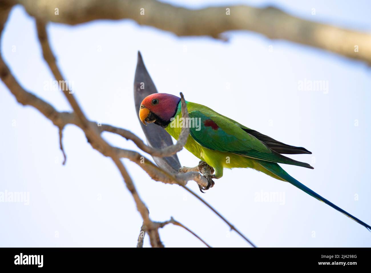 Green indian parrot on tree hi-res stock photography and images - Alamy