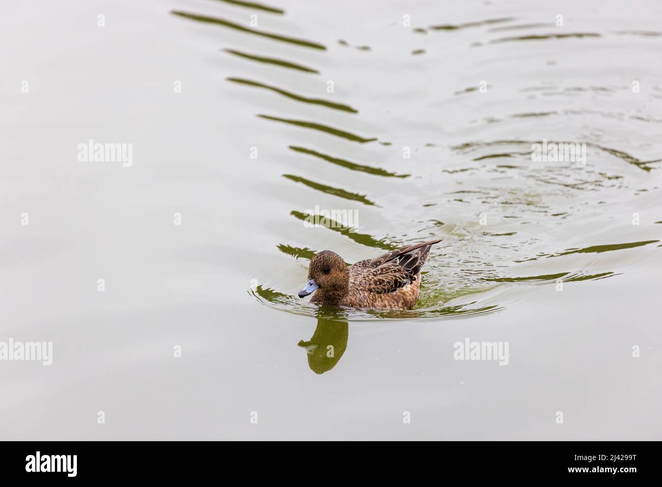 Duck making waves moving forward through water Stock Photo - Alamy