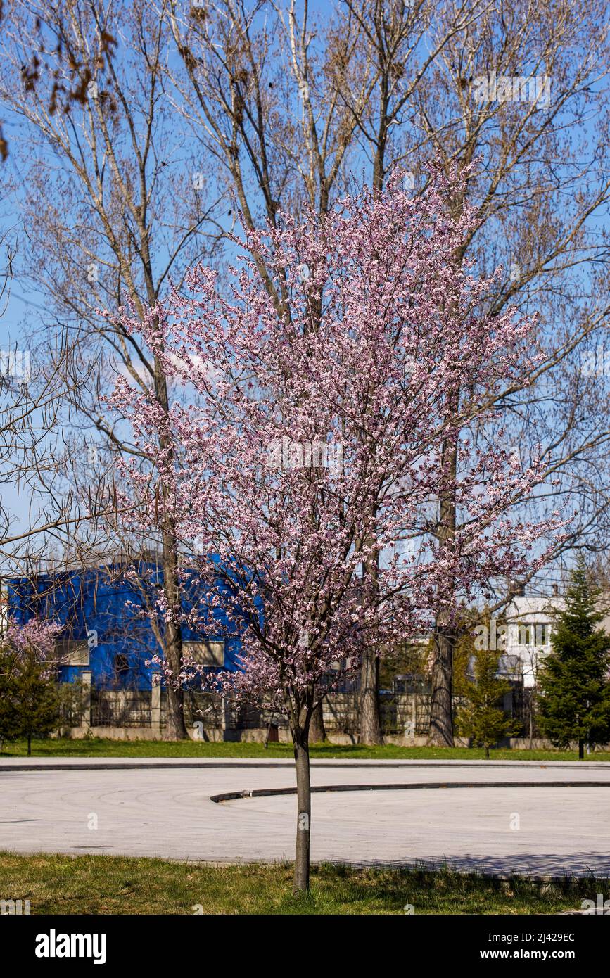 Spring blossom background. Beautiful nature scene with blooming tree ...
