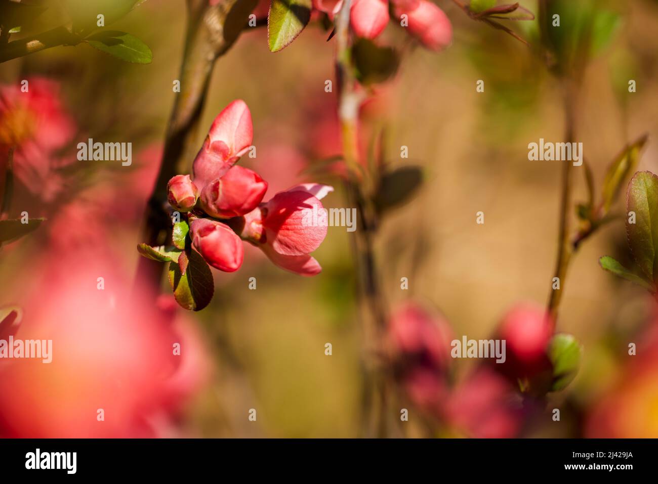Spring blossom background. Beautiful nature scene with blooming tree ...