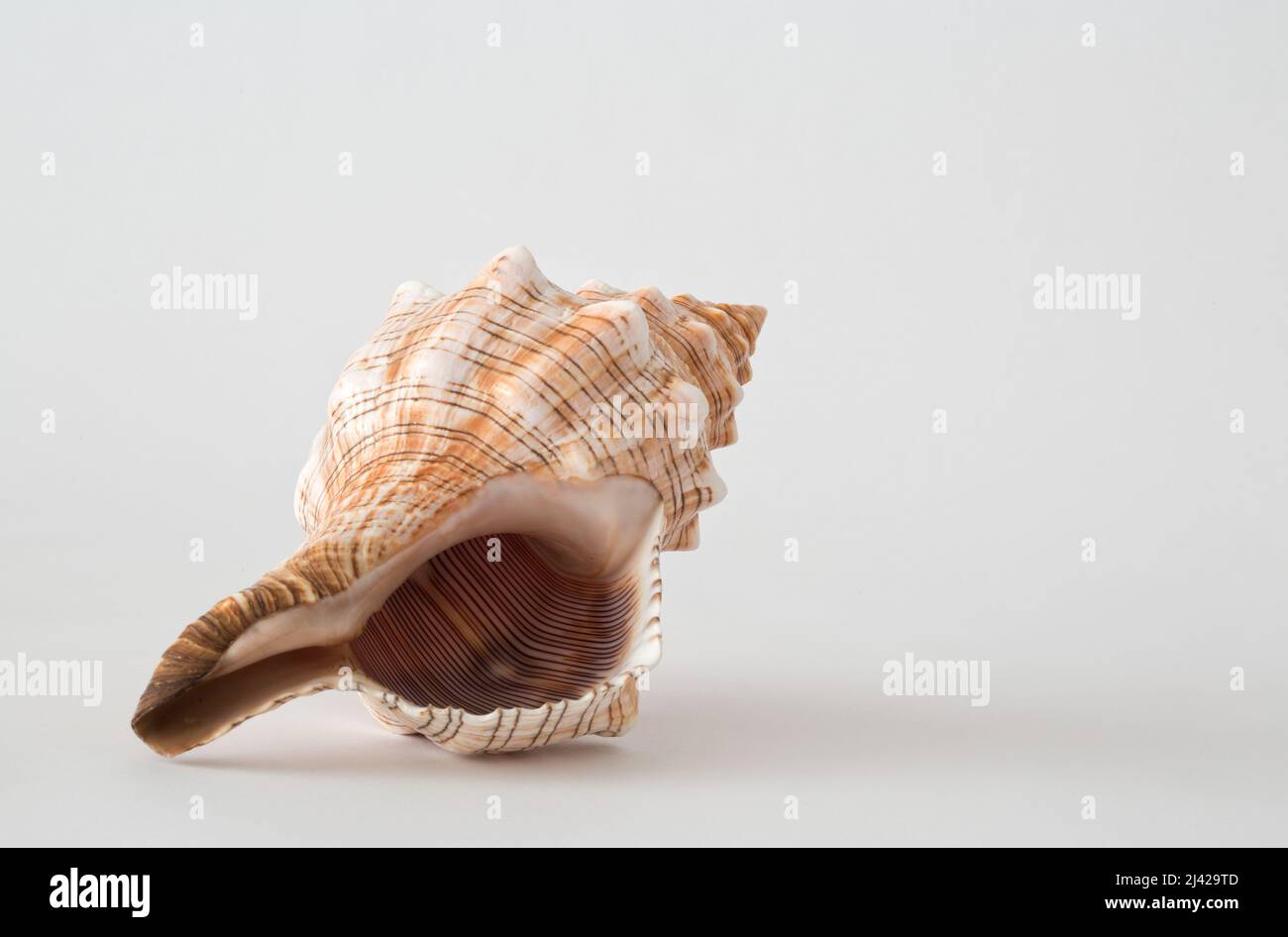 Conch shell white hi-res stock photography and images - Alamy