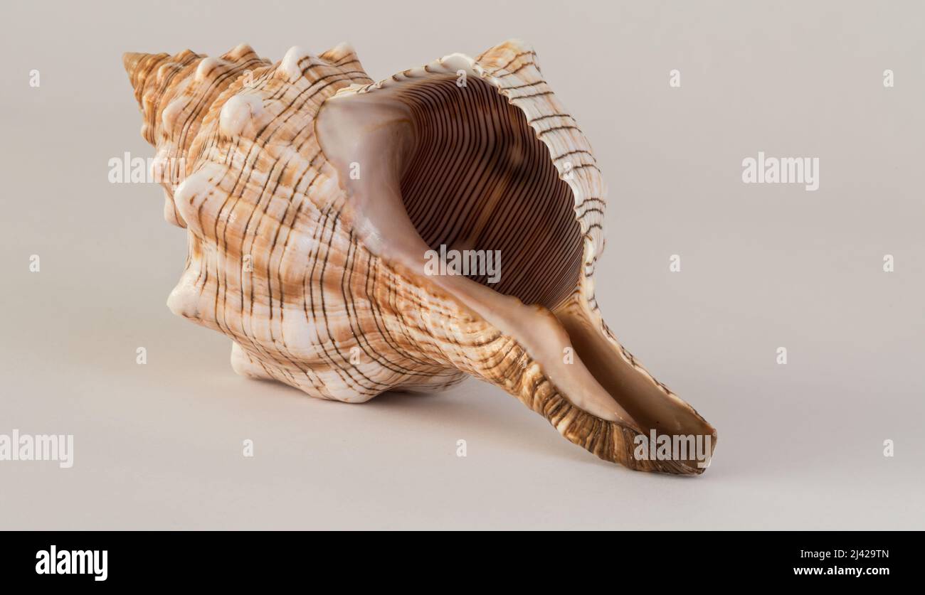 White conch shells hi-res stock photography and images - Alamy