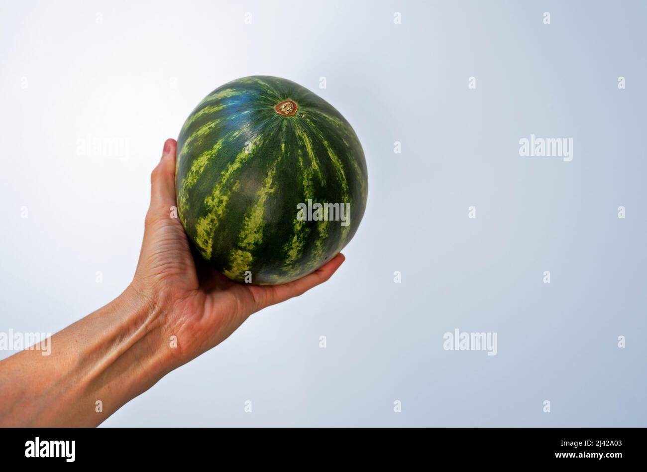 Small watermelon on hand in a bright background Stock Photo - Alamy