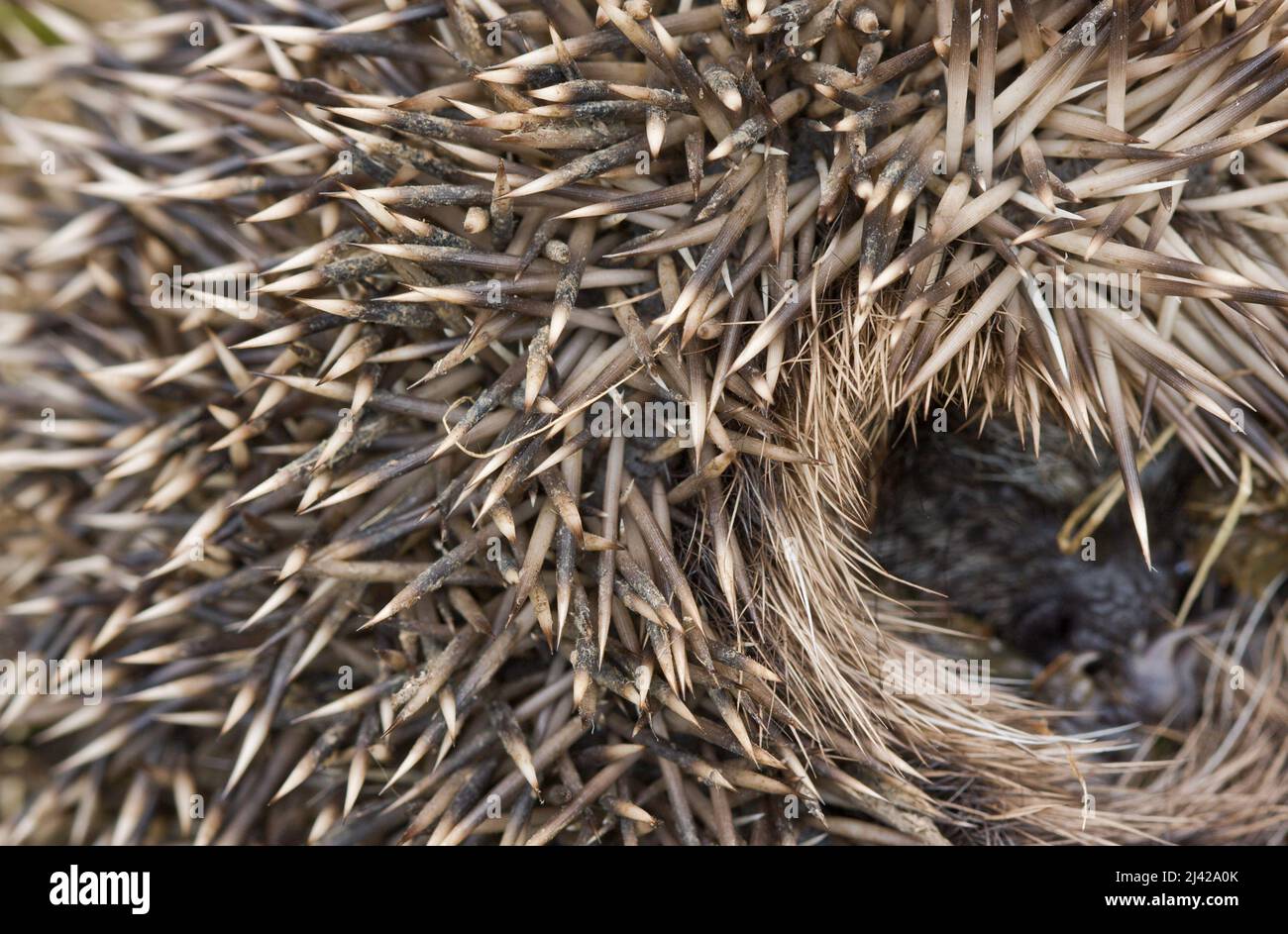 Spiked hedgehog hi-res stock photography and images - Alamy
