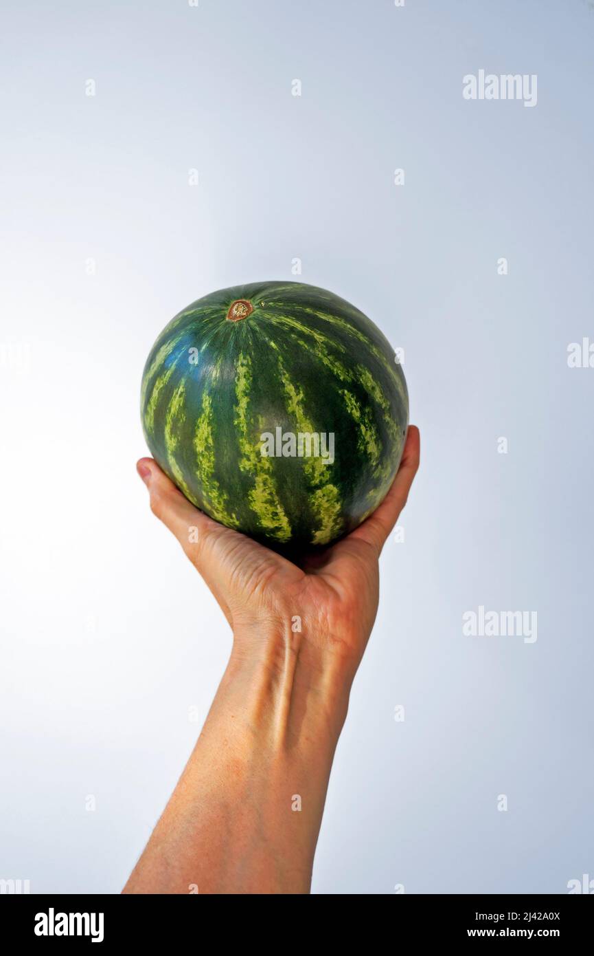 Small watermelon on hand in a bright background Stock Photo - Alamy