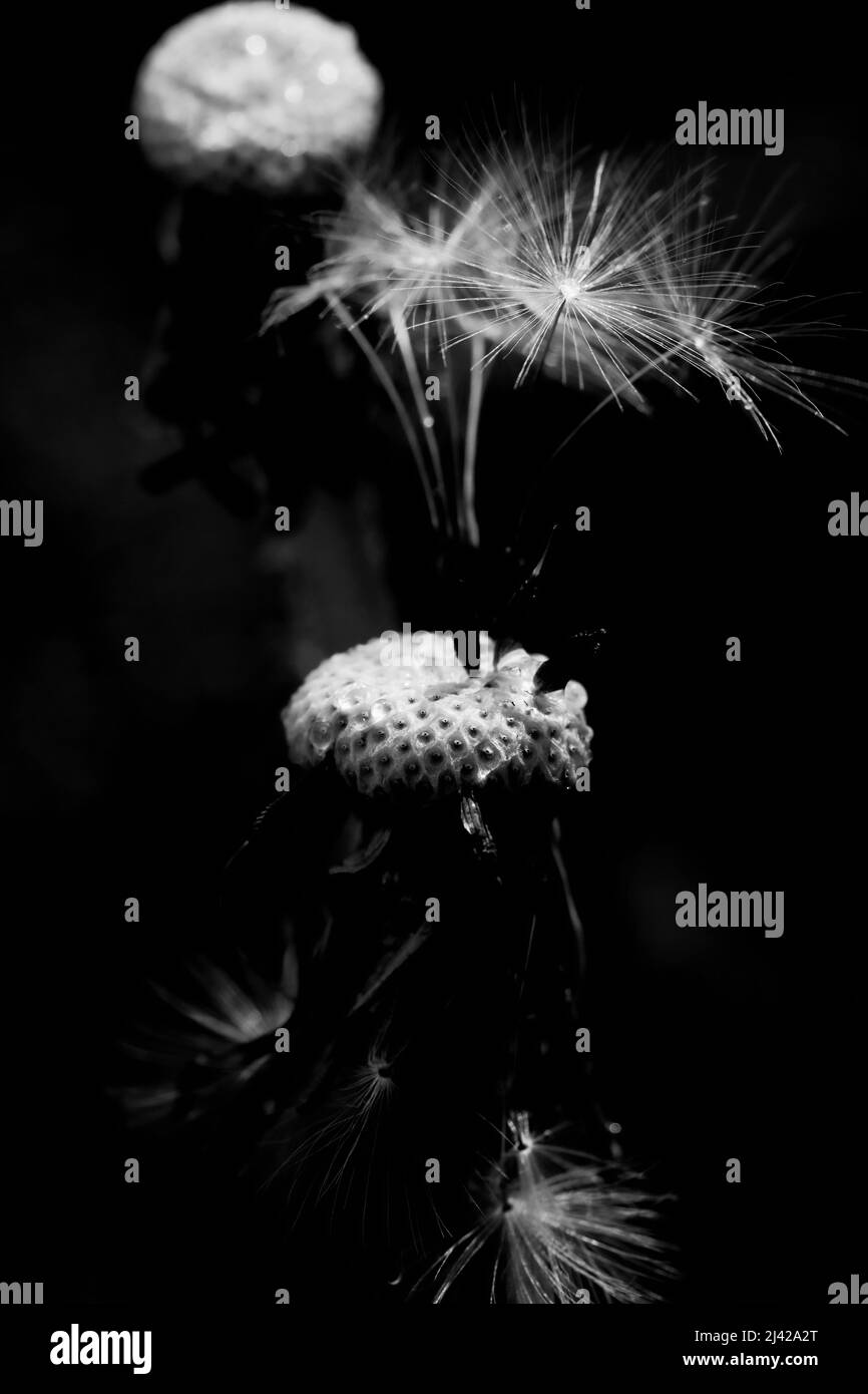 Catch beauty Black and White Stock Photos & Images - Alamy