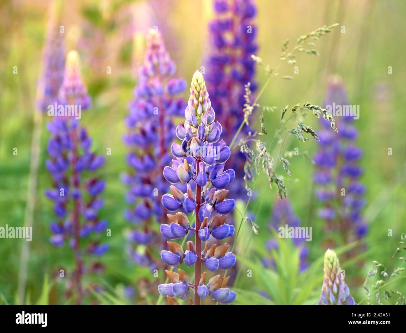 Violet purple flowers lupinus lupins hi-res stock photography and images - Alamy