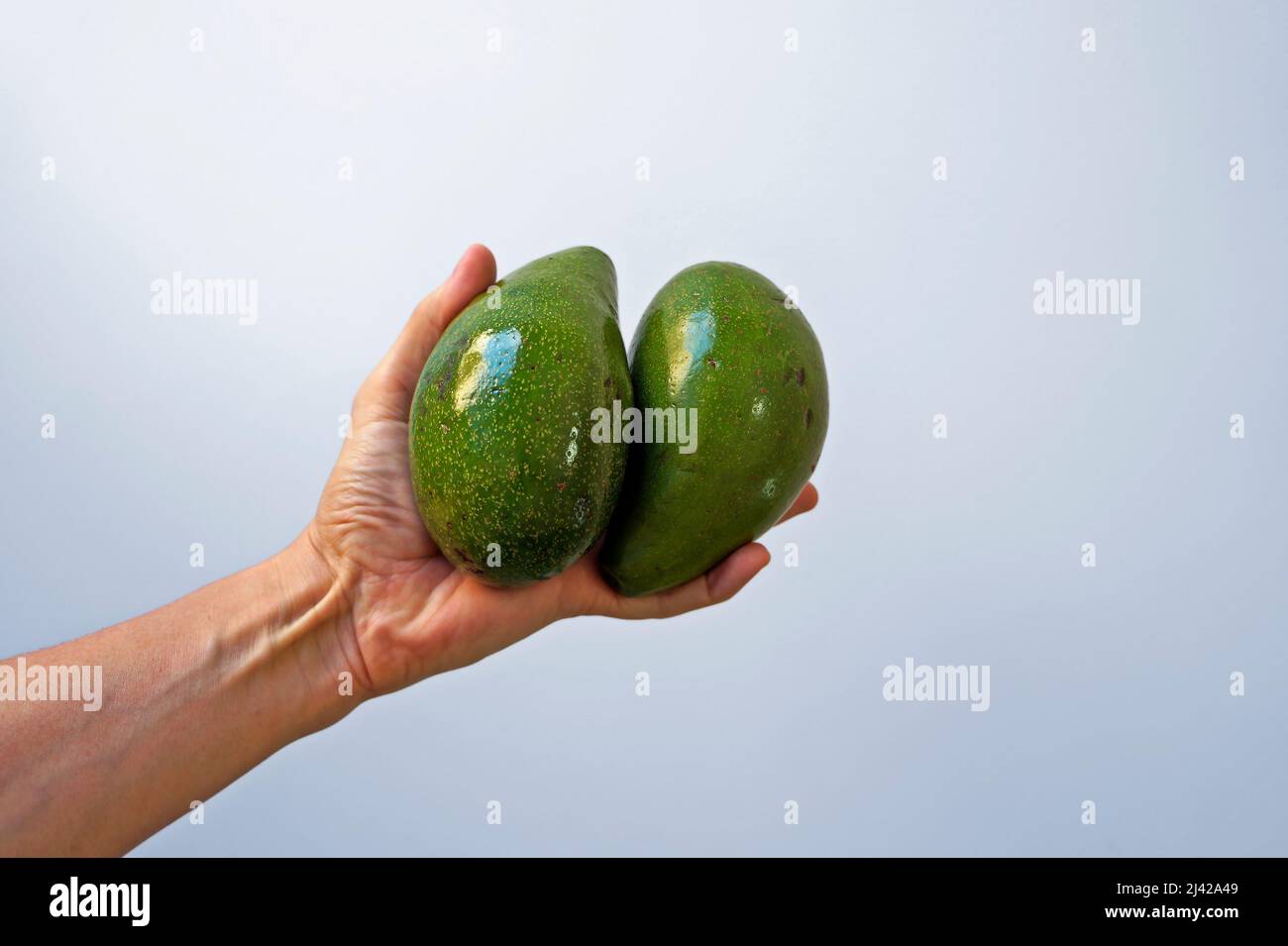 Two avocados on hand in a bright background Stock Photo - Alamy