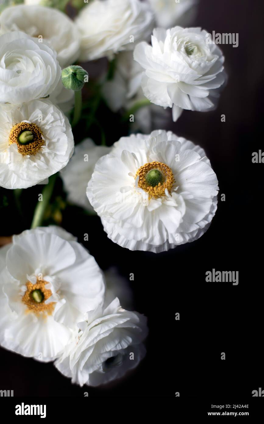 A spring bouquet of fresh, white ranunculus flowers in a vase with ...