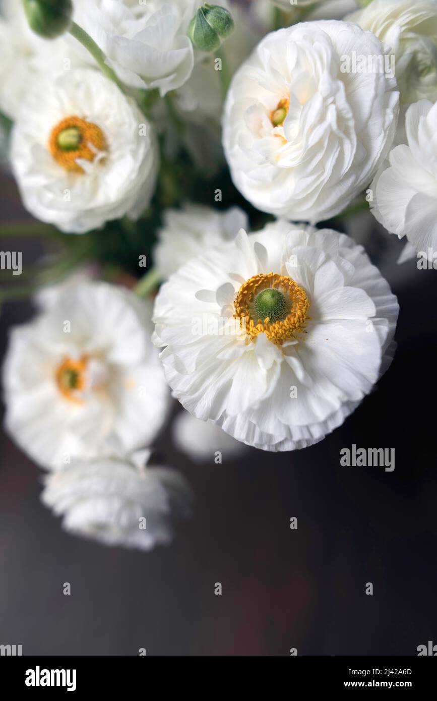 A spring bouquet of fresh, white ranunculus flowers in a vase with ...